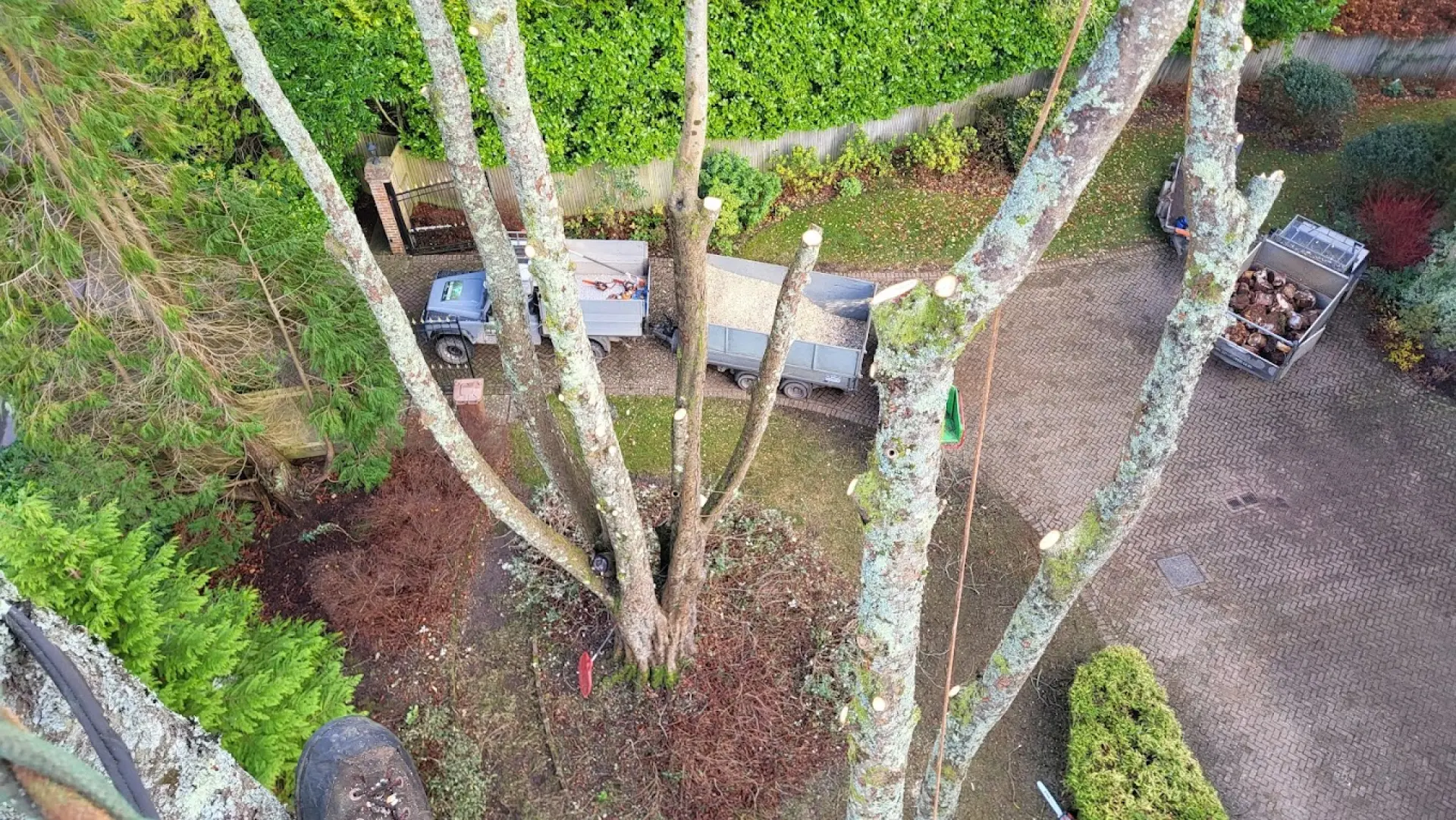 Signs Your Business Needs Commercial Tree Surgery